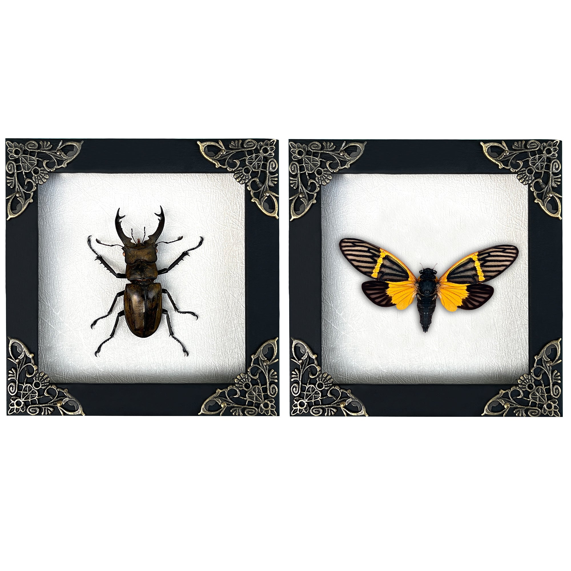 Real Framed Butterflies Handmade Shadow Box Insect Wood Frame Unique ...