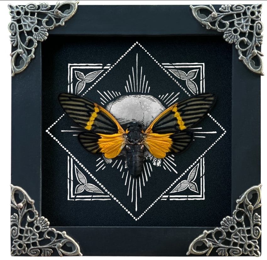 Real Yellow Wings Cicada Gothic Ghost Goth Spooky Aesthetic Horror Hom ...