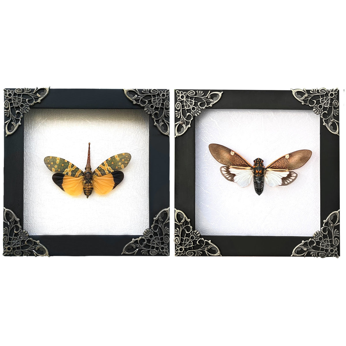 Real Butterfly Cicada Bug Beetle Wooden Framed Oddity Insect Taxidermy ...