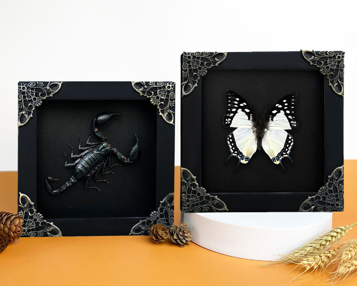 Real Framed Butterflies Handmade Shadow Box Insect Wood Frame Unique ...