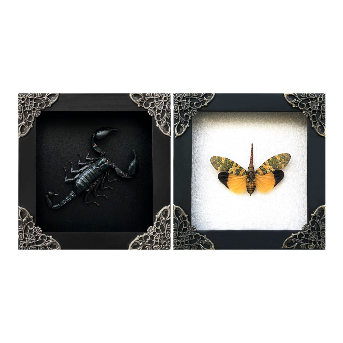 Real Butterfly Taxidermy Wall Art Wooden Framed Insect Decor Gift ...