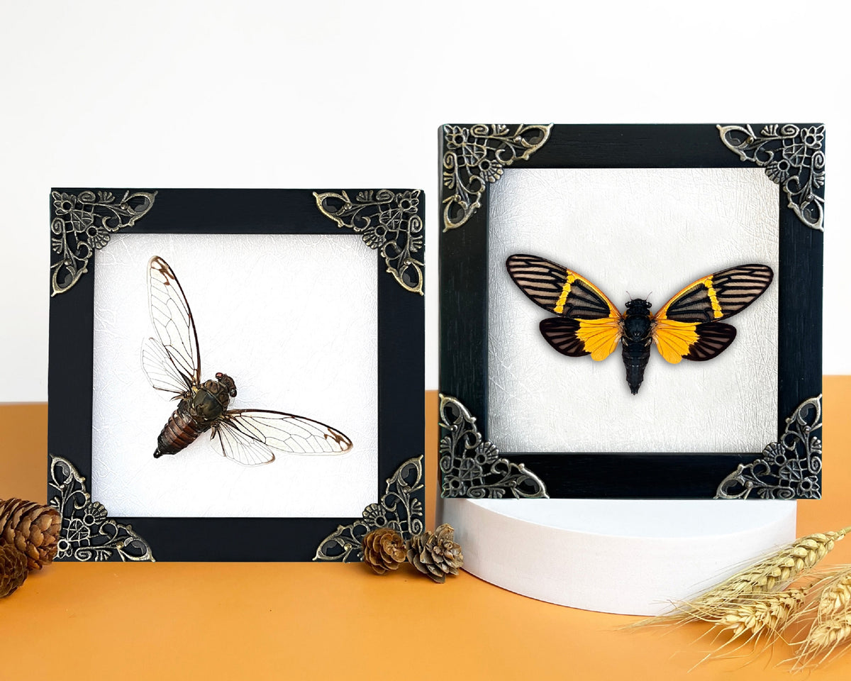 Real Framed Butterflies Handmade Shadow Box Insect Wood Frame Unique ...