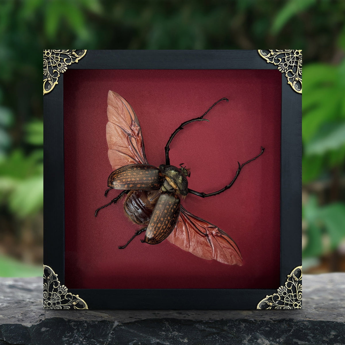Real Butterfly Specimens Wooden Frame Oddity Insect Taxidermy Wall Art ...