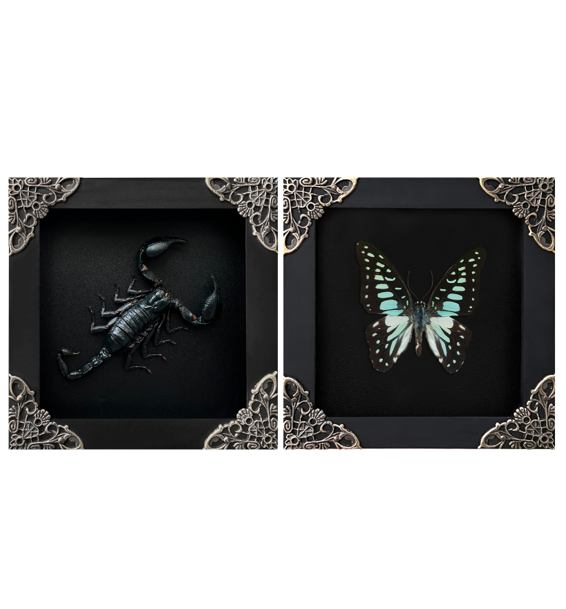 Real Framed Butterflies Handmade Shadow Box Insect Wood Frame Unique ...