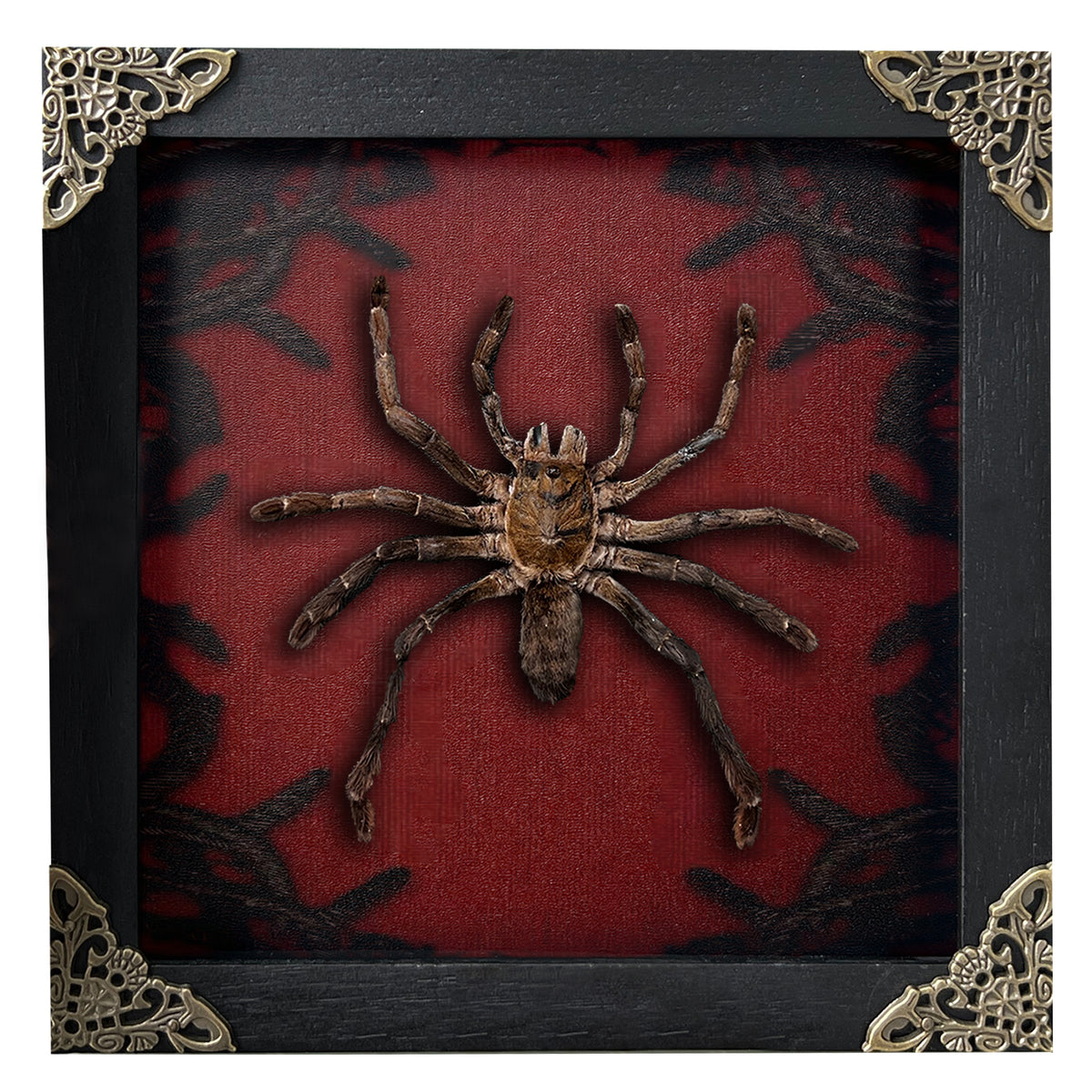 Real Spider Gothic Goth Dark Wall Decor Background Frame Specimen Spoo ...