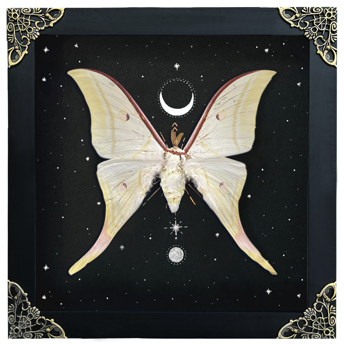 Real Luna Moth Actias Luna Moth Butterfly With Astronomy K19-39-AS5 ...