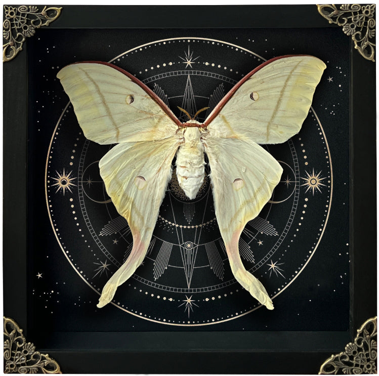 Real Luna Moth Actias Luna Moth Moon Phases Star Astrology Actias Butt ...