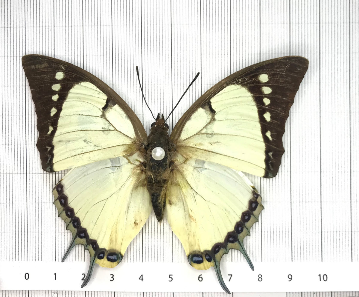 Real Death Head Moth Skull Butterfly Specimens Wall Art Silence lambs ...