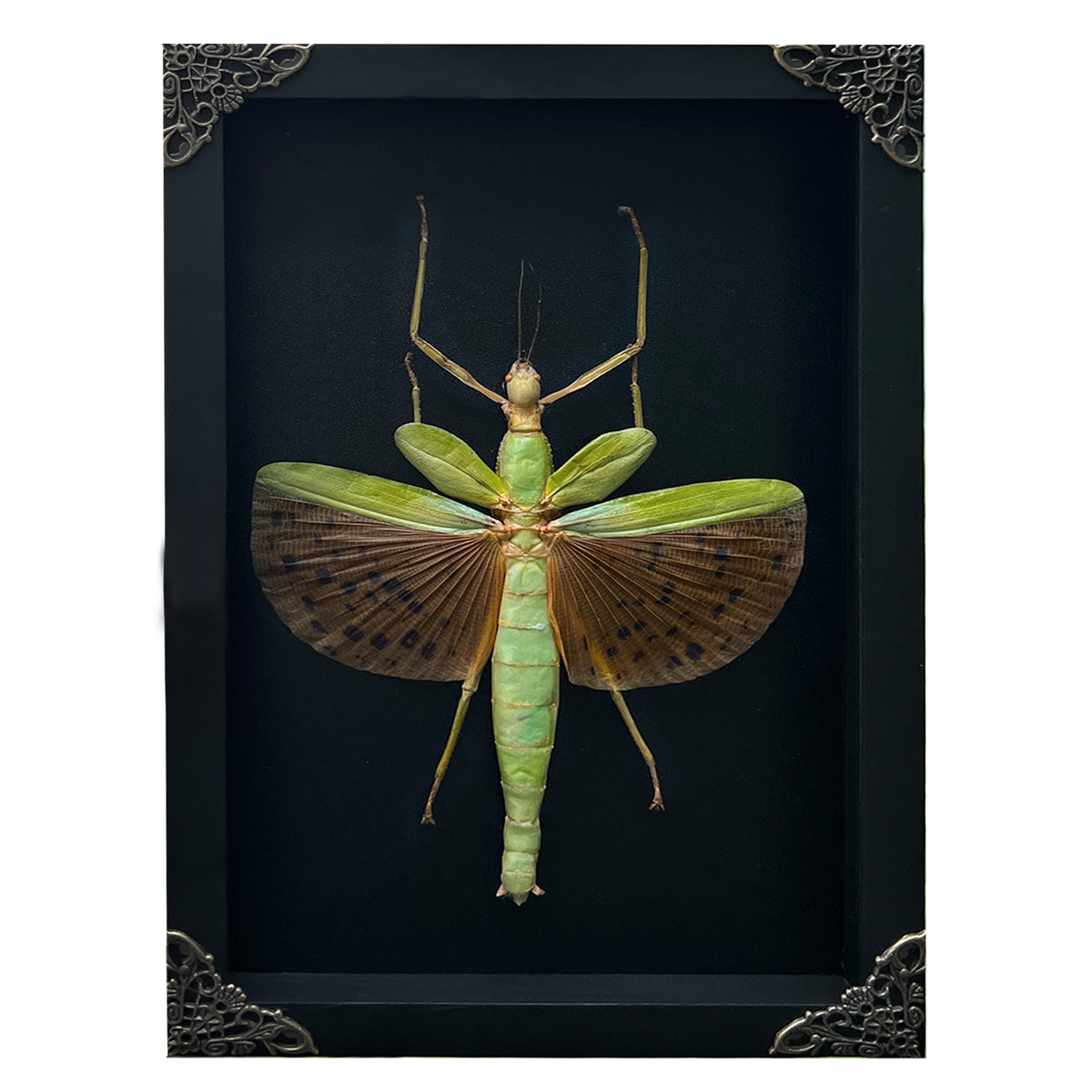 Real Framed Giant Walking Stick Green Insect Black Shadow Preserved ...