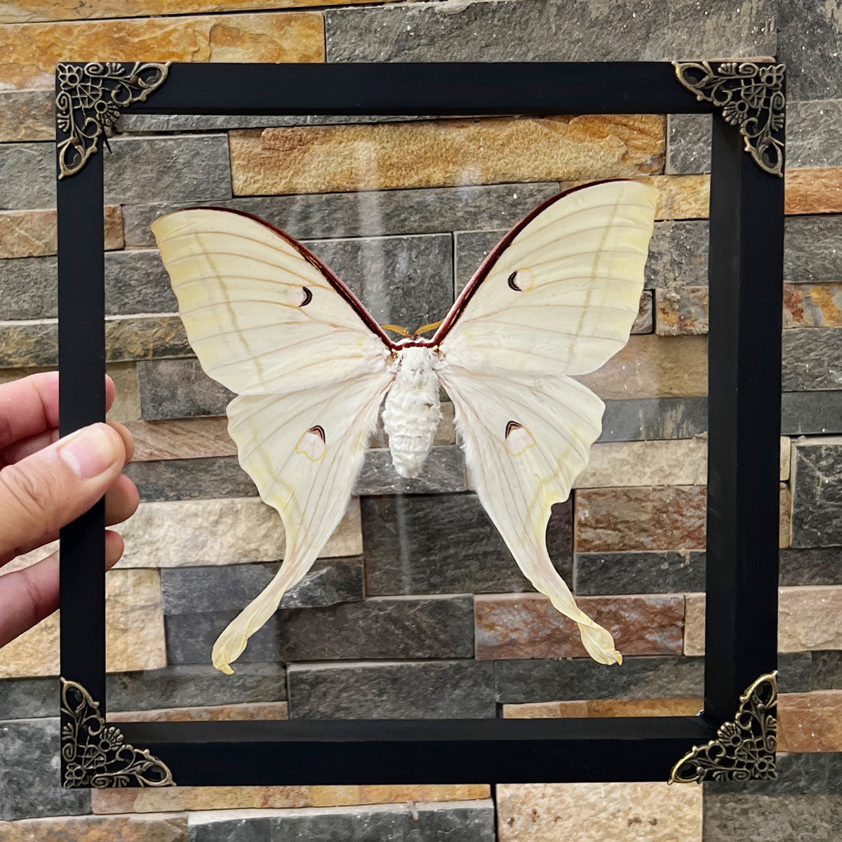 Real Framed Luna Moth Actias Glass Handmade Shadow Box Dried Bug Unique ...