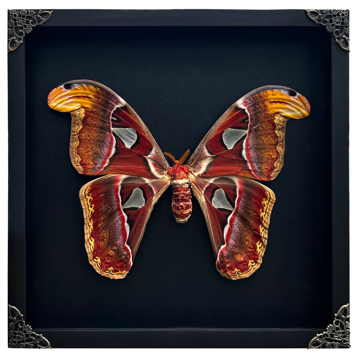 Real Framed Atlas Moth Butterfly Dead Insect Dried Bug Taxidermy ...
