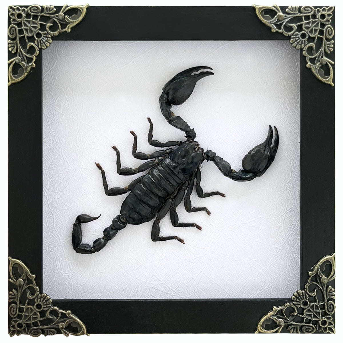 Real Scorpion Bug Beetle Specimens Wooden Framed Oddity Insect ...