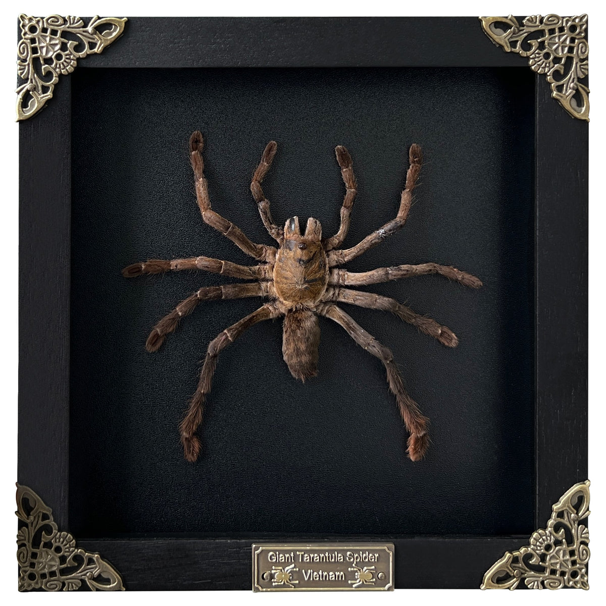 Real Framed Giant Spider Black Frame Insect Beetle Specimen Entomology ...