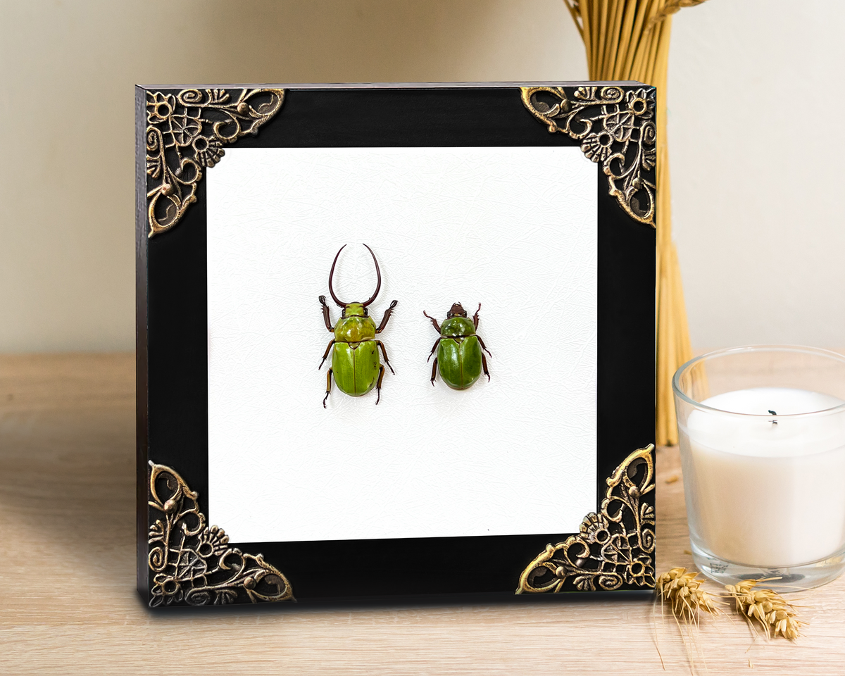 Real Cicada Bug Beetle Specimens Wooden Framed Oddity Insect Taxidermy ...