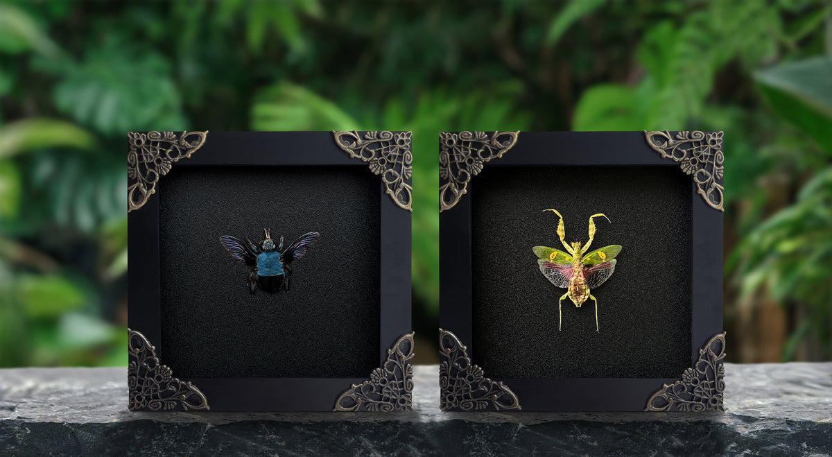 Real Framed Butterflies Handmade Shadow Box Insect Wood Frame Unique ...