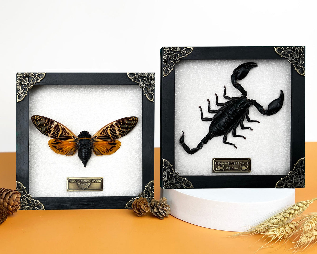Cicada Bug Beetle Specimens Wooden Framed Oddity Insect – vninsects.com